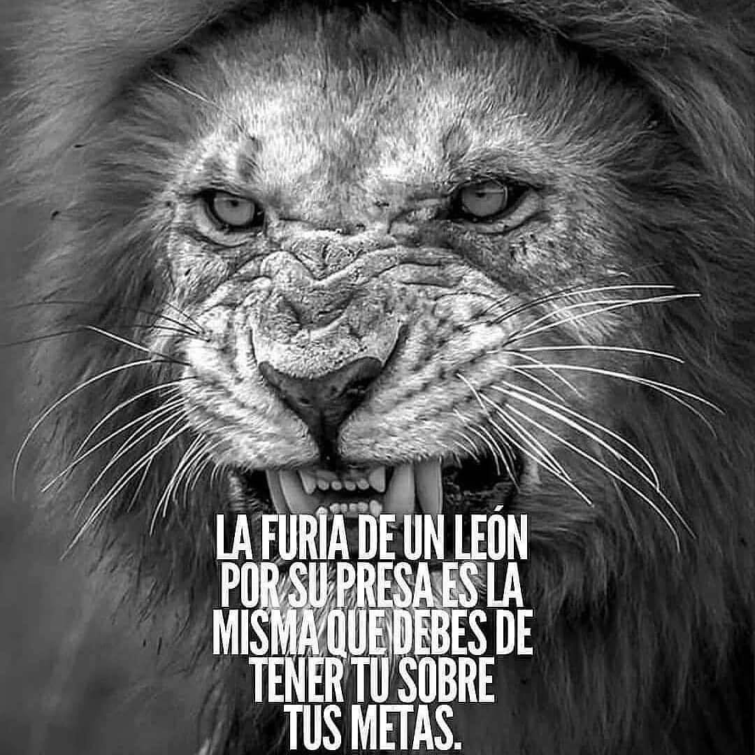 La Furia De Un Le n Por Su Presa Es La Misma Que Debes De Tener T La Furia De Un Le n Por Su Presa Es La Misma Que Debes De Tener T