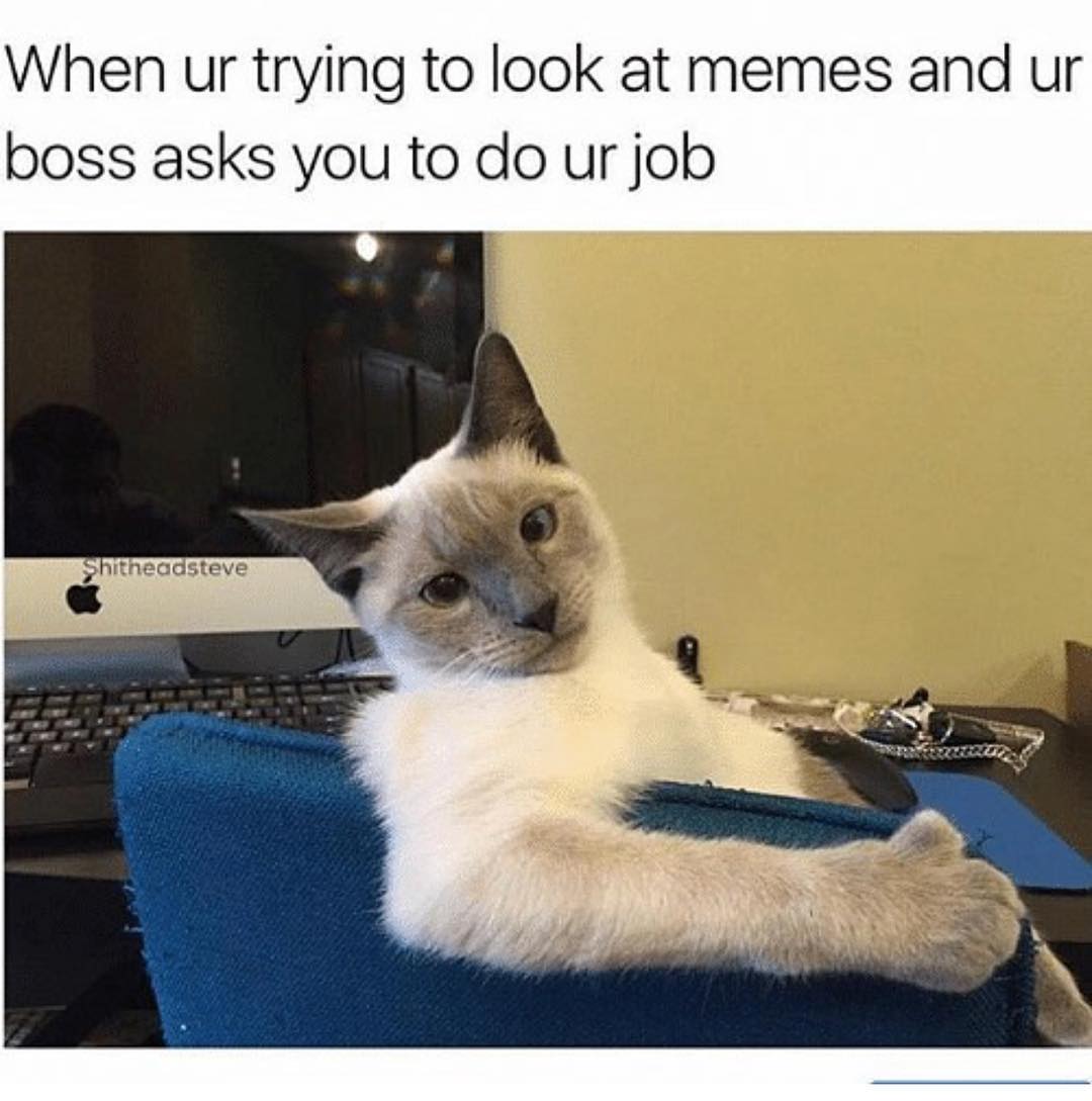 When Ur Trying To Look At Memes And Ur Boss Asks You To Do Ur Job Funny